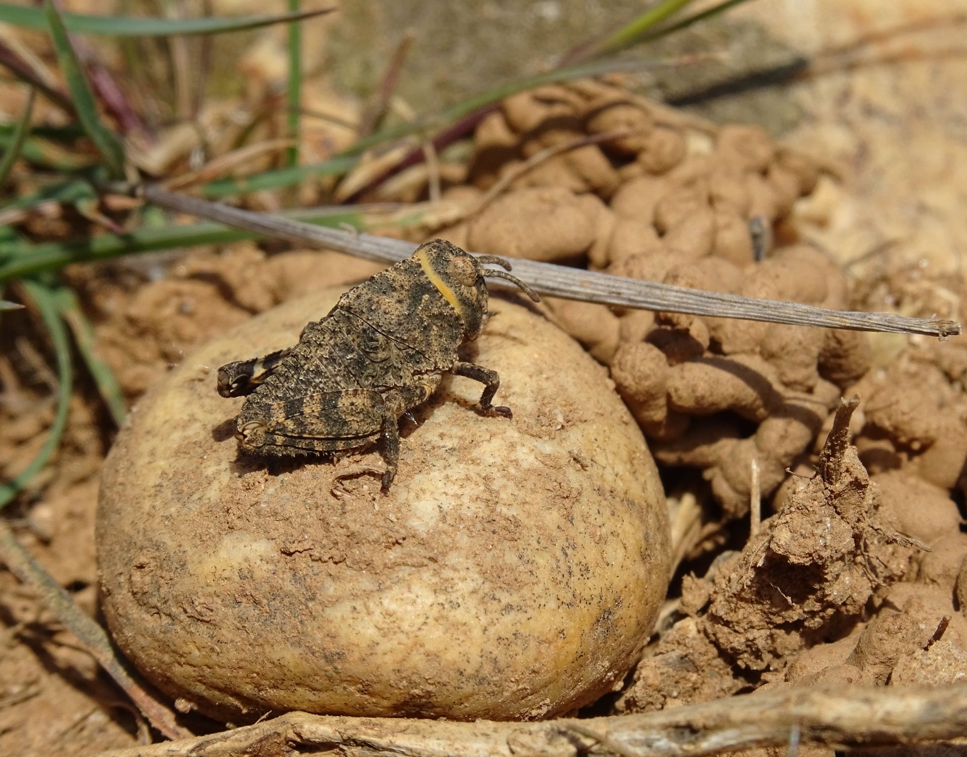 Un Symposium international sur la conservation des espèces de ...