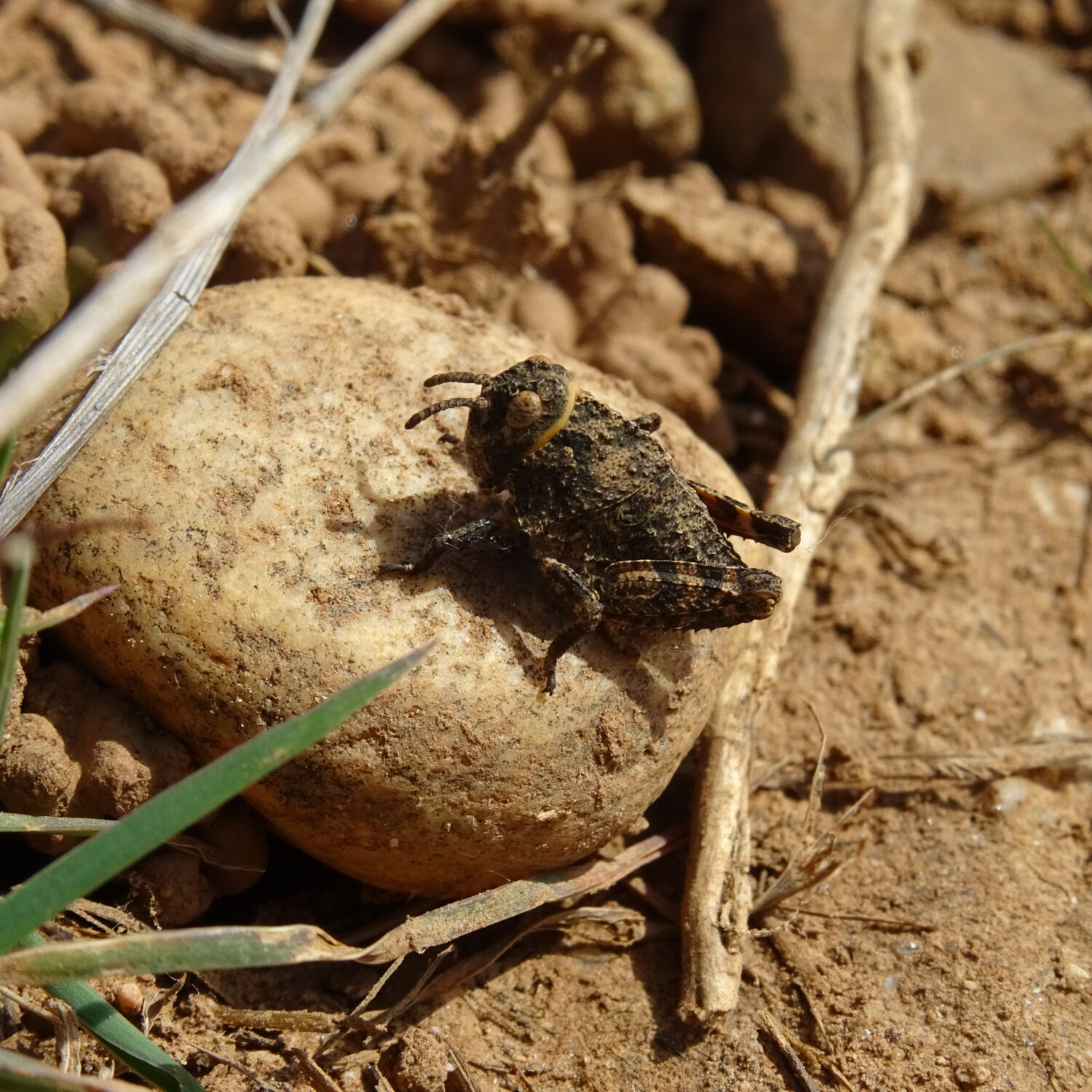 Premières éclosions pour nos oothèques - Criquet De Crau