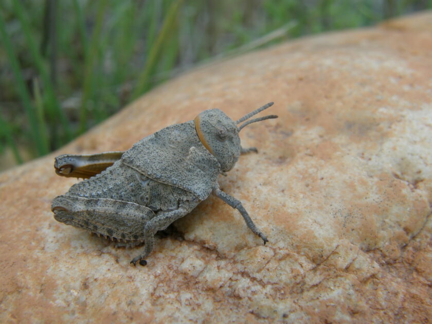 Premières éclosions pour nos oothèques - Criquet De Crau