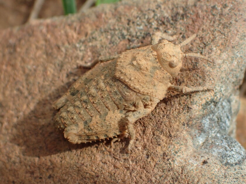 Animation pédagogique « LIFE Criquet de Crau » - Criquet De Crau