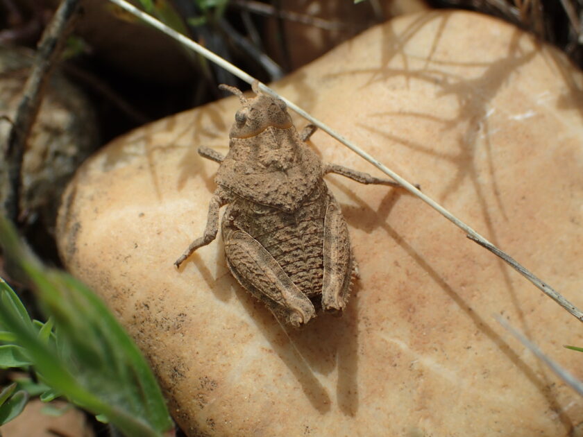 Premières éclosions pour nos oothèques - Criquet De Crau
