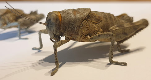 Des Criquets plus vrai que Nature !? - Criquet De Crau