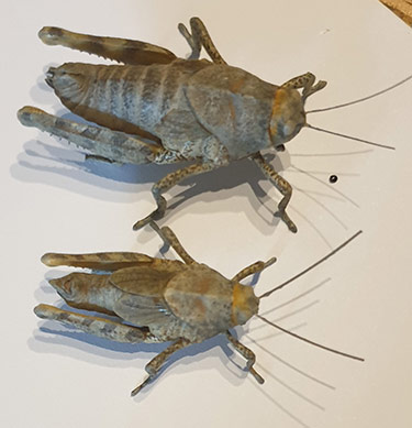 Des Criquets plus vrai que Nature !? - Criquet De Crau